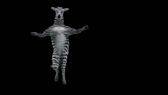 57 Zebra Dancing HD, Motion Graphics | VideoHive