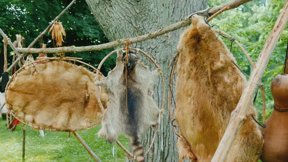 The Skins of Dead Animals Are Dried in a Hunting Camp, Stock Footage