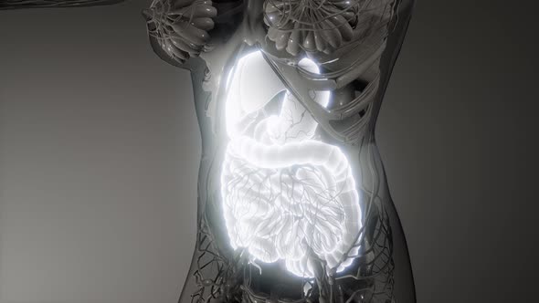 Human Digestive System Parts and Functions, Motion Graphics | VideoHive