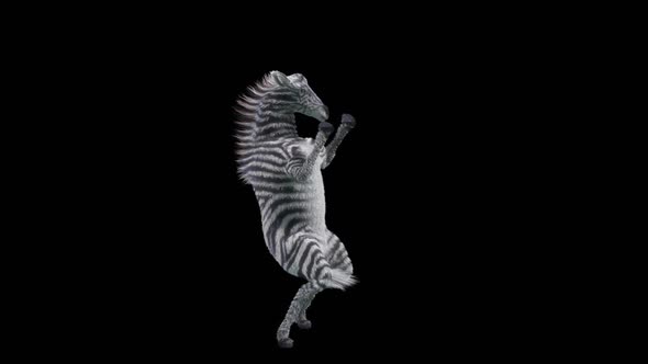 36 Zebra Dancing HD, Motion Graphics | VideoHive