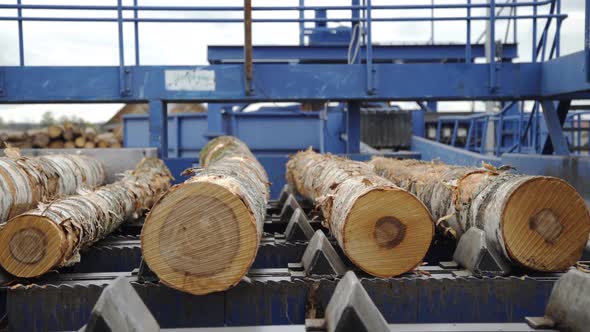 Automated Log Sorting Line. Wheel Loader and Automatic Sorting Logs ...
