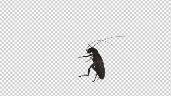 Cockroach Bug - Funny Dancing - 4K Loop, Motion Graphics | VideoHive