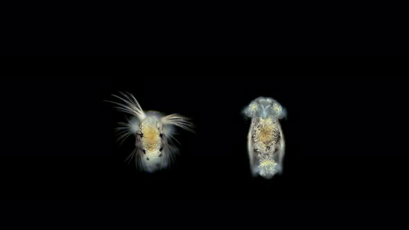 Pelagic Larva Polydora Sp. (Spionidae) Under a Microscope, Live in Mud ...