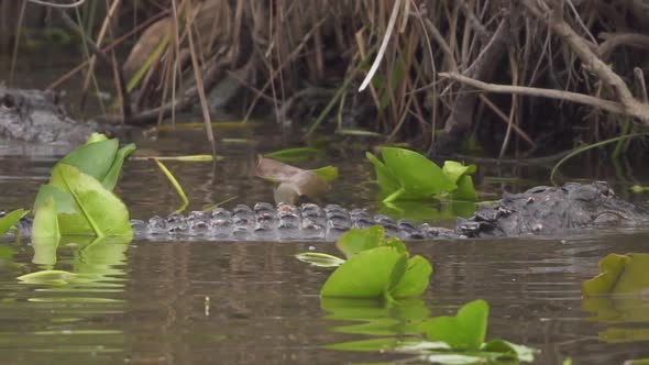 Alligators fighting in South Florida Everglades swamp in slow motion ...