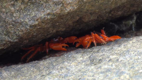 Two Red Crabs Fighting in Thailand, Stock Footage | VideoHive