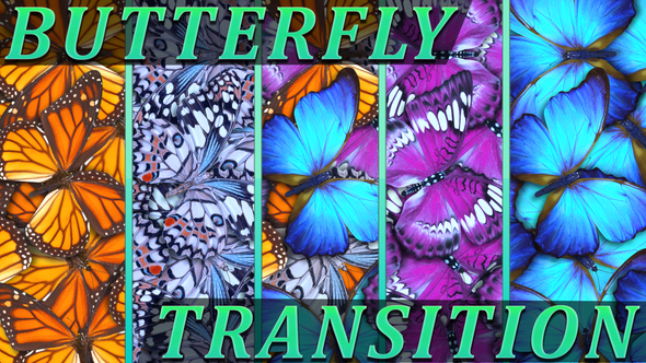 Butterfly Transition, Motion Graphics | VideoHive