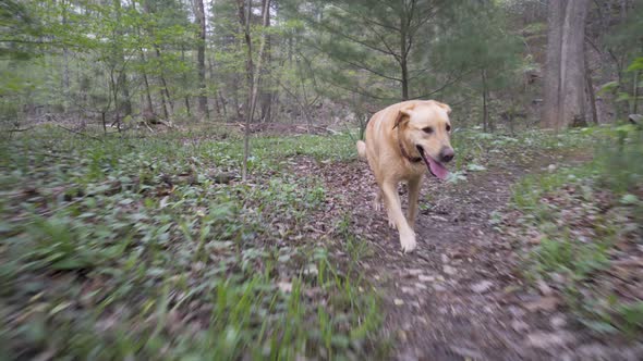 Yellow lab walking slowly away from a creek in the forest on a cloudy ...