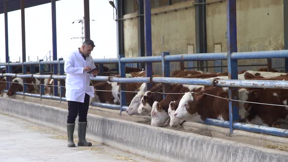 Veterinary, fattening farm, calf control., Stock Footage | VideoHive