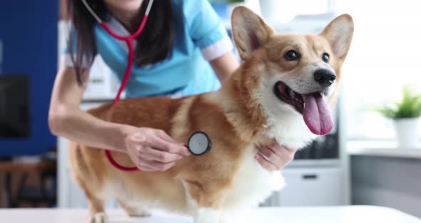 Doctor Veterinarian Conducting Auscultation of Corgi Dog Movie Slow ...