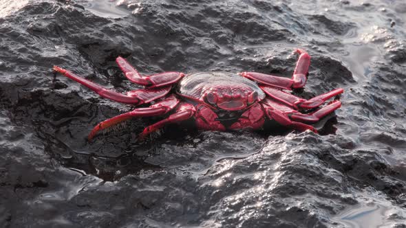 Real Starfall Night Sky Over the Observatory by Babypuzik | VideoHive