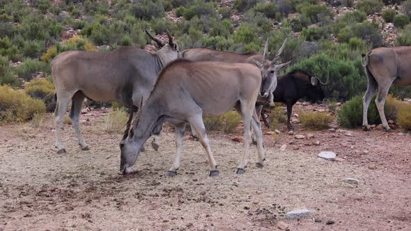 Close Up Od Antelope Eating Food From Ground, Stock Footage | VideoHive