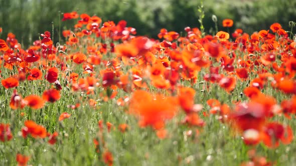 Poppy in Sunny Day, Stock Footage | VideoHive