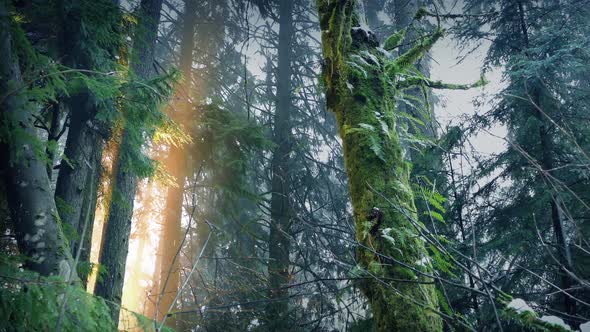 Daybreak In The Forest, Stock Footage | VideoHive
