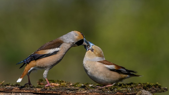 Hawfinch Male Feeding Seeds Hawfinch Female., Stock Footage | VideoHive