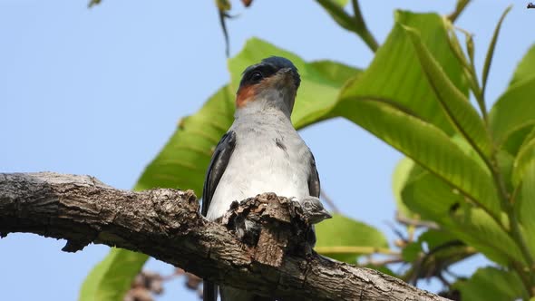 Grey-rumped treeswift male in nest with baby ., Stock Footage | VideoHive