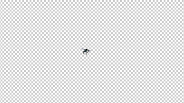 Fly - II - 4K Flying Loop - In and Out, Motion Graphics | VideoHive