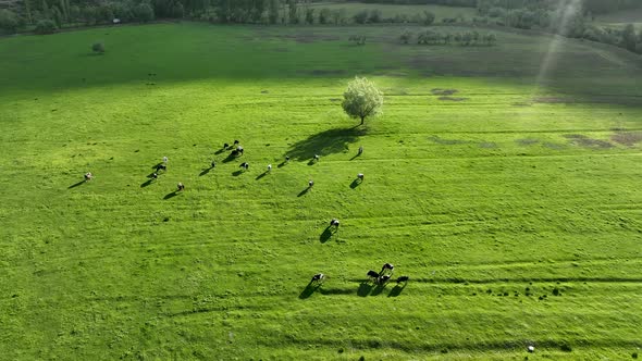 Farm Region Aerial View 4 K Alanya Turkey, Stock Footage | VideoHive