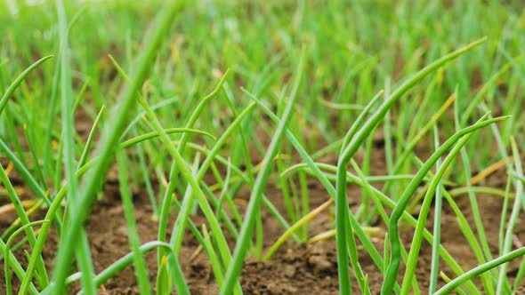 Onion Plantation, Onion Cultivation, Green Onion Pods Growing In The ...