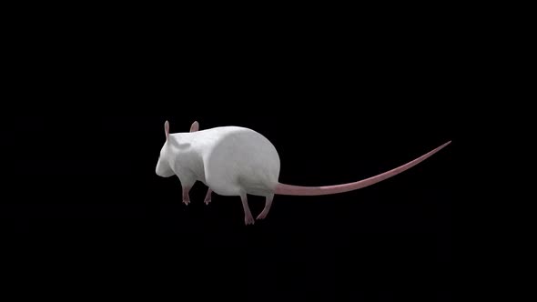 White Rat Run Back Side View, Motion Graphics | VideoHive