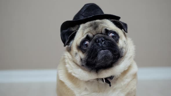 Funny Pug Dog Posing Like a Cowboy, Dressed in Cowboy Hat, Like Sherif ...