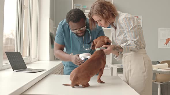 Woman Helping Vet with Dog, Stock Footage | VideoHive