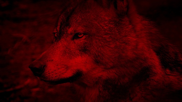 Wolf Side View Red Abstract, Stock Footage | VideoHive