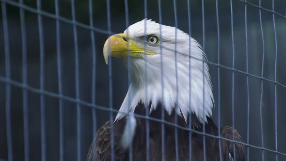 bald eagle caged and looking confused slow motion cocking its head 4k ...