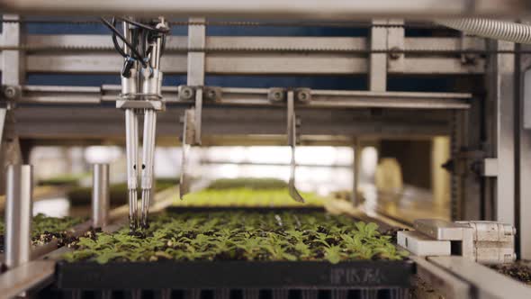 Automatic planting of young seedlings using a robot in an industrial ...