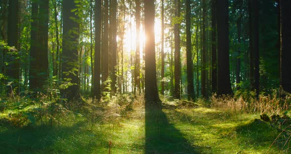 Amazing Sun Bursts Between Tree Trunks in Wild Picturesque Forest ...
