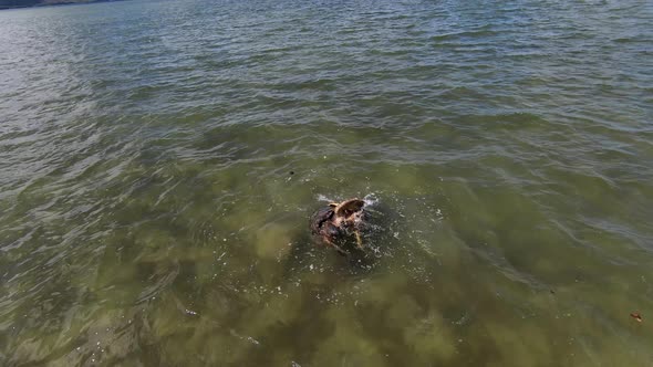 Turtles in the Wild, FPV Footage of Two Sea Turtles Slapping Each other ...