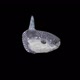 Sunfish Top View by 3DAnimals | VideoHive