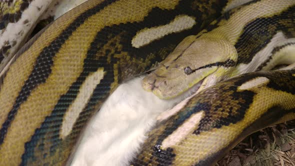 Reticulated python in captivity eating a large mammal wrapped up in ...