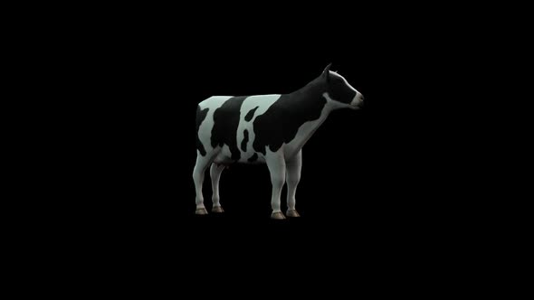 Cow Idle, Motion Graphics | VideoHive