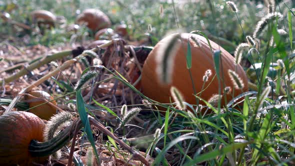 Closeup dolly motion to the left of a medium sized, sweating pumpkin ...
