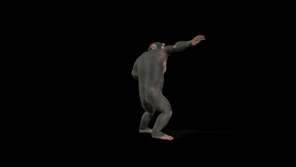 Chimpanzee Samba Dance, Motion Graphics | VideoHive