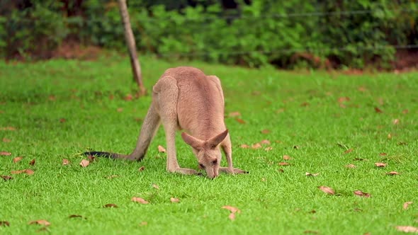 Curious Red Kangaroo Eating Grass., Stock Footage | VideoHive