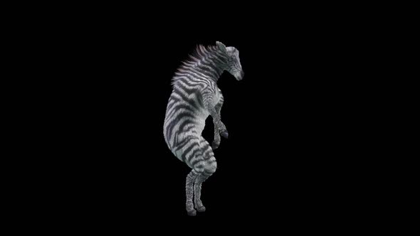 30 Zebra Dancing HD, Motion Graphics | VideoHive
