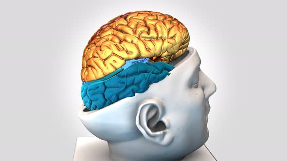 Size Intracranial Brain Structure Rotation Zoom Out Colored Parts ...