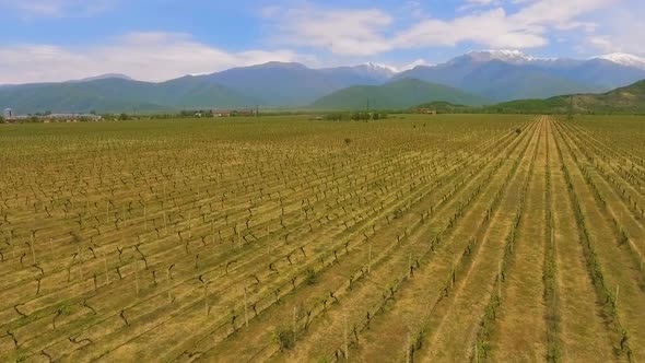 Alazani Valley in Georgia, Wine Business and Export, Grape Variety ...