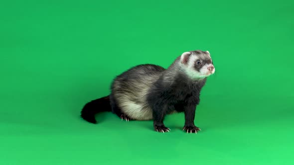 Ferret Is Walking and Sniffing at Green Screen Background., Stock Footage
