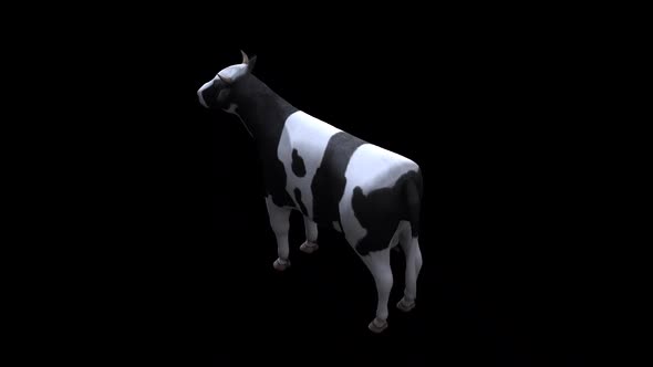 Cow Idle From View Top Angle Back, Motion Graphics | VideoHive