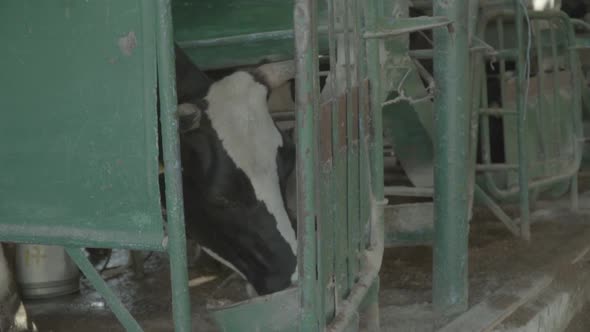 Cow Cows on the Farm. Slow Motion. Agriculture., Stock Footage | VideoHive