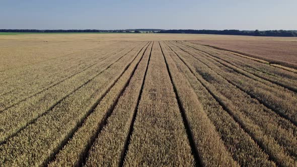 Top View to the Farm Wheatfield, Stock Footage | VideoHive
