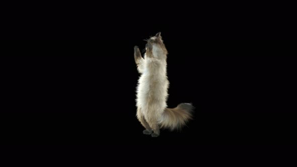 Cat Cheering 4K, Motion Graphics | VideoHive