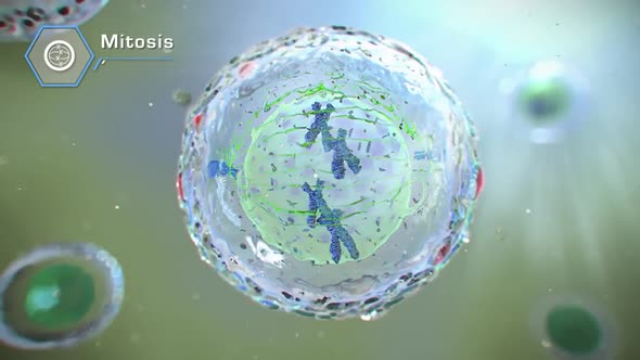 3D Animation of mitosis cell division, Motion Graphics | VideoHive