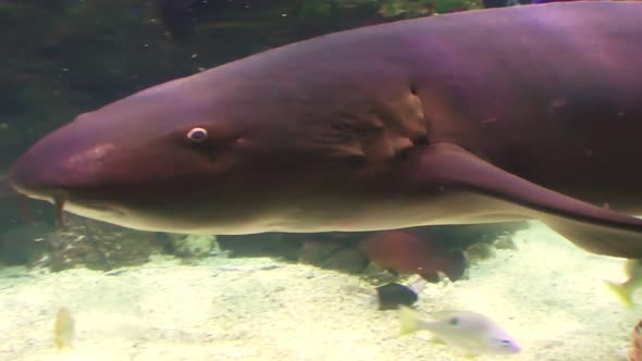 Nurse Shark Eating, Stock Footage | VideoHive