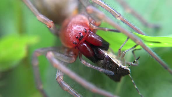 Spider Eats a Bug, Stock Footage | VideoHive