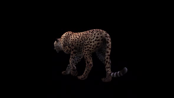 Cheetah Back Side View Loop Walk, Motion Graphics | VideoHive