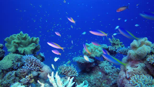 Tropical Underwater Sea Fishes by Nemo-Dahab | VideoHive