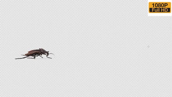 Cockroach Walk Over Screen, Motion Graphics | VideoHive